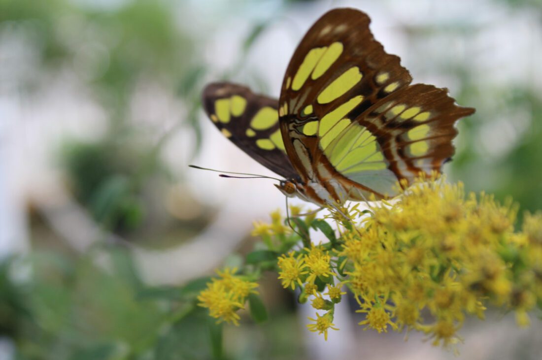 Florida Native Butterfly Society finds new home at the Shell Factory ...